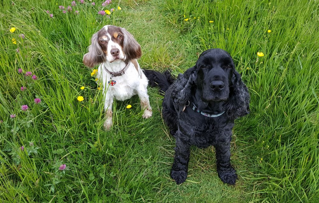 Home - Waggy Dogs